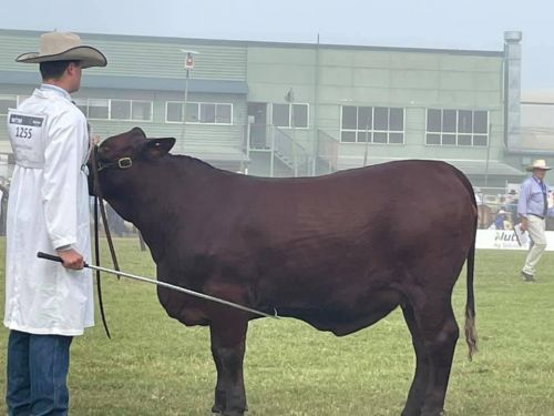 NIOA Pastoral Company - BEEF WEEK 2021 RESULTS