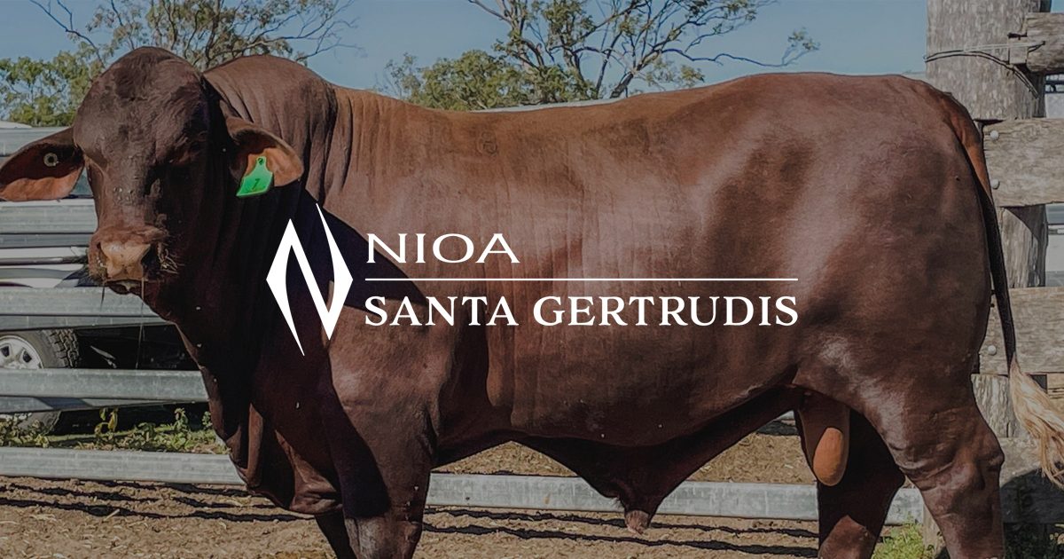 NIOA Pastoral Company - Rookie ranchers trace Santa Gertrudis origins ...